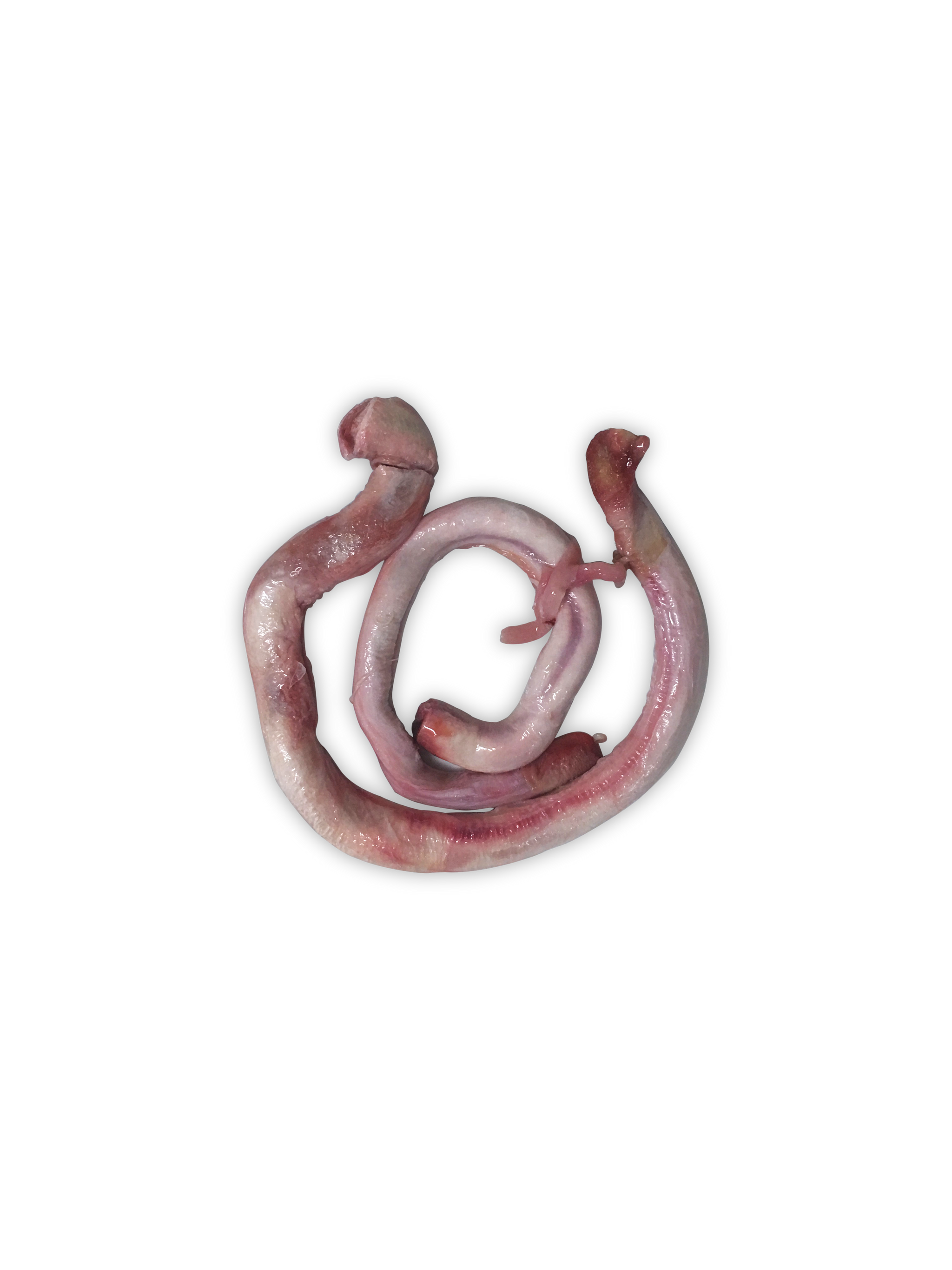 Lamb Pizzle1kg – MFP